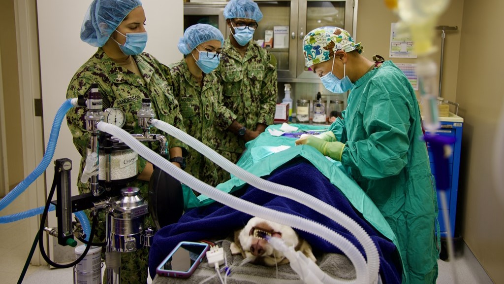 Defense Health Network Pacific Rim - DHA.mil